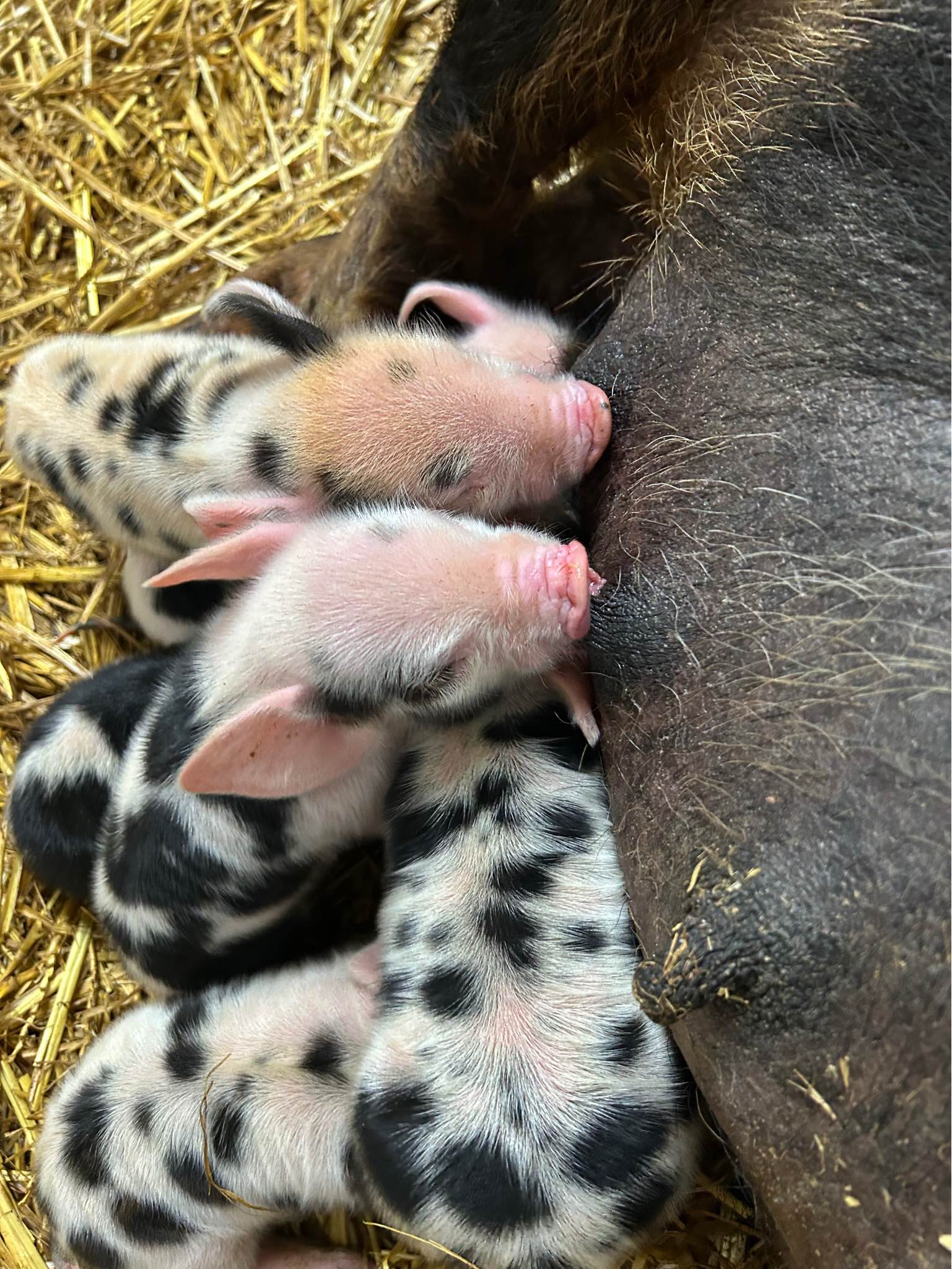 Newlyweds squeal in delight as pet pig gives birth to eight cute ...