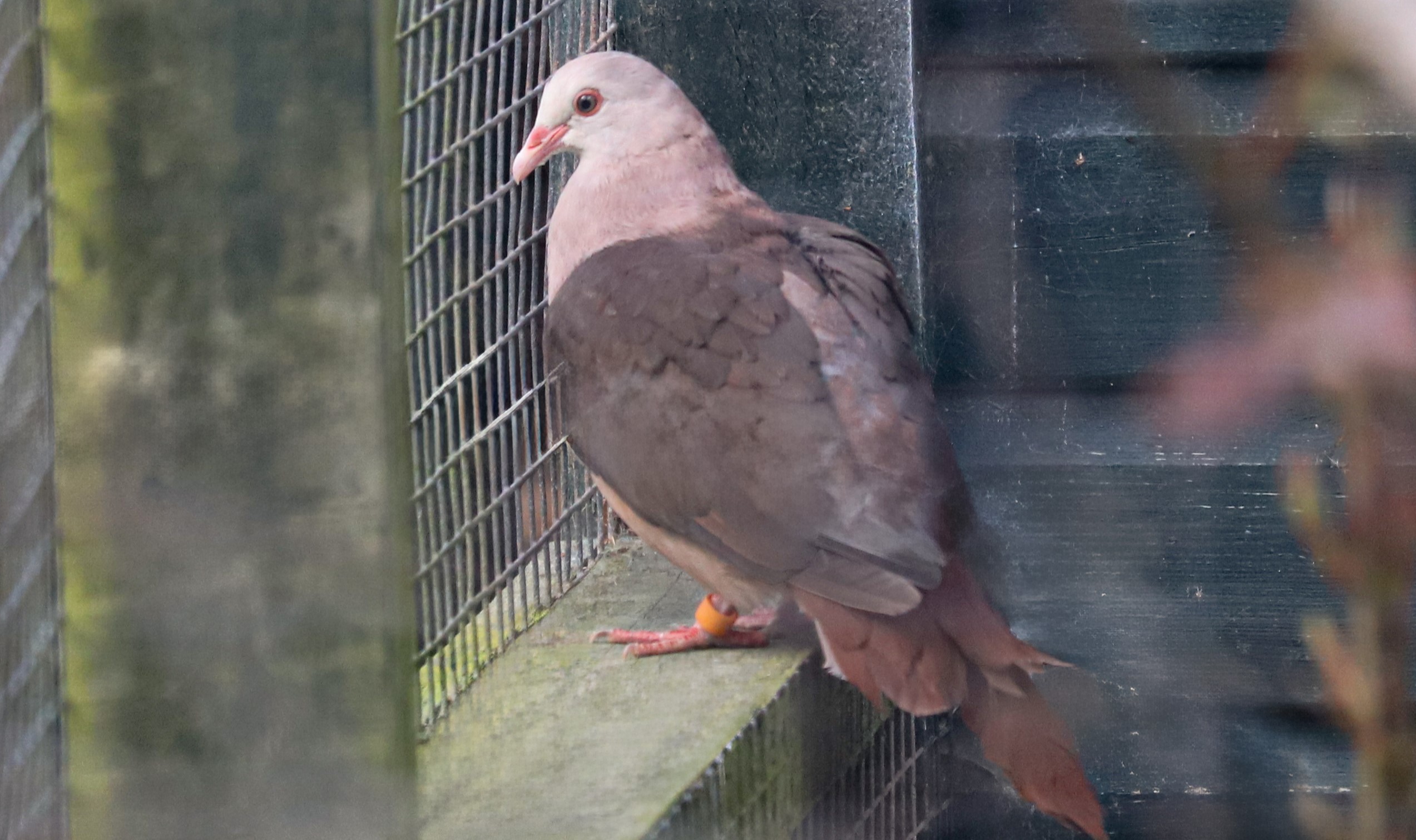 Pink pigeon wows visitors after world’s rarest bird hand-reared at ...