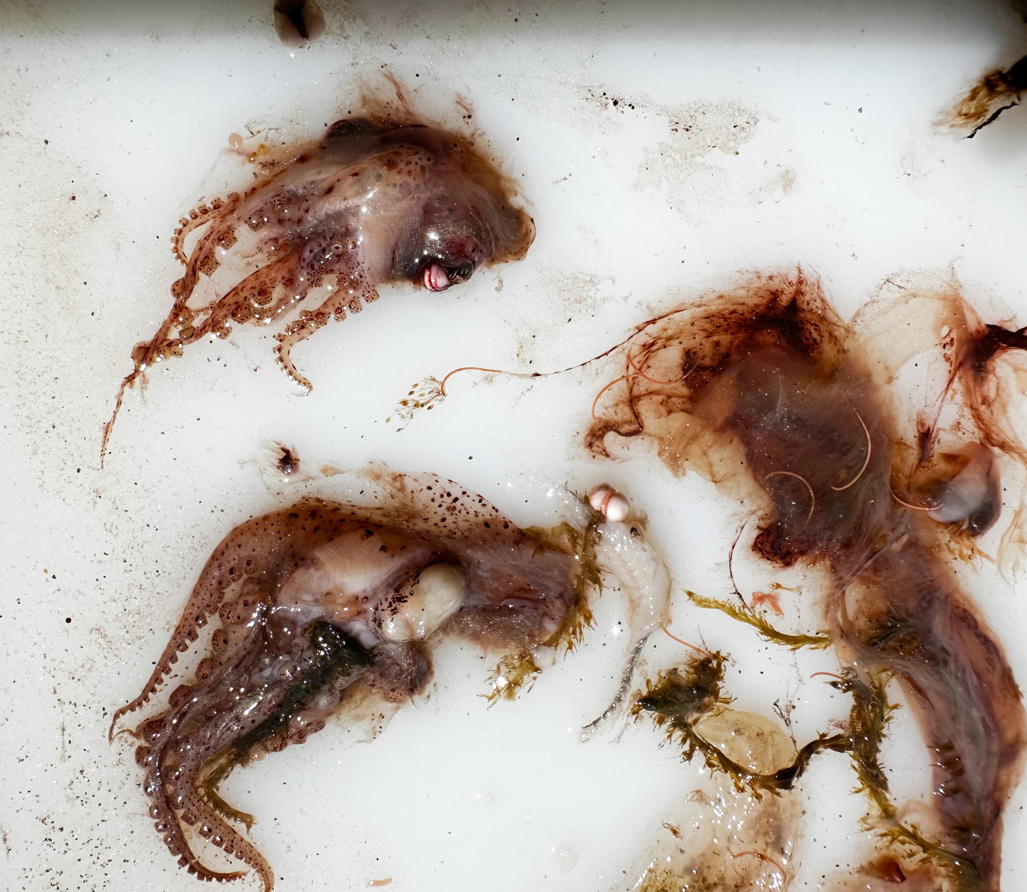 Rare ‘Twilight Zone’ deep-sea predator washes up on beach with belly ...