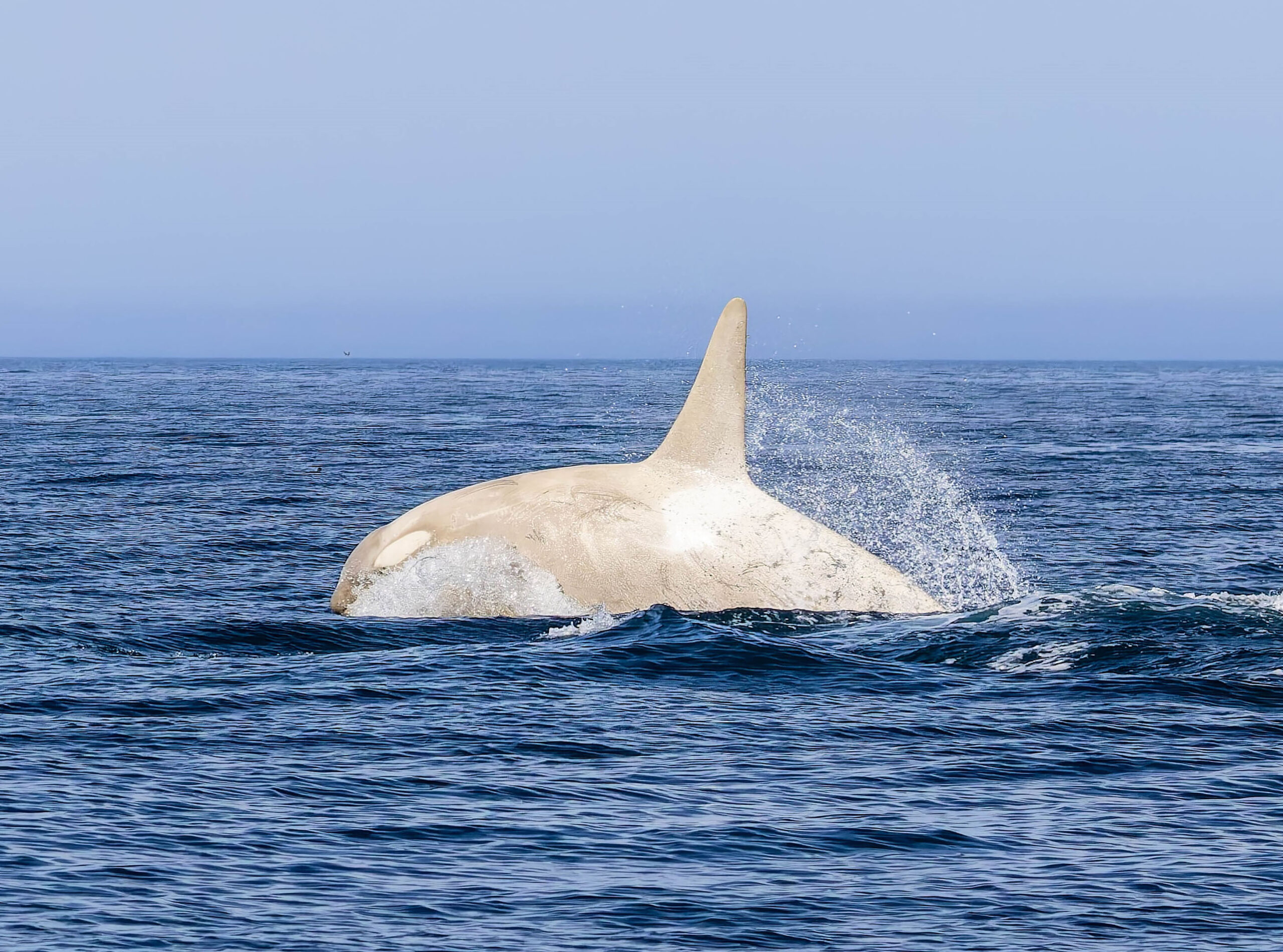 Rare albino killer whale spotted in sea - What's The Jam