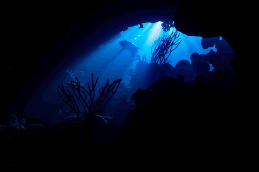 A penguin optical illusion, a shark bathed in sunlight and a playful ...