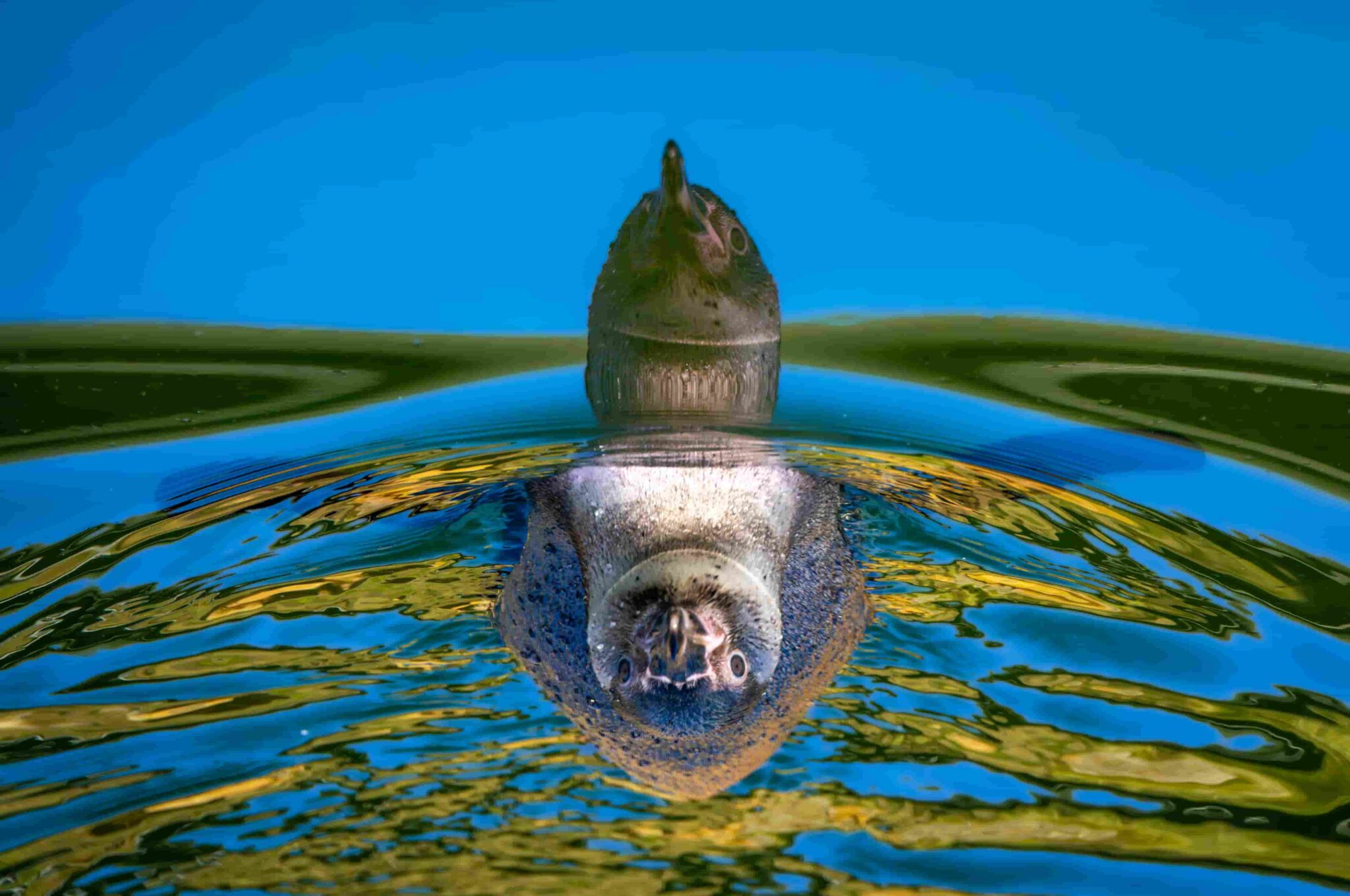 A penguin optical illusion, a shark bathed in sunlight and a playful ...