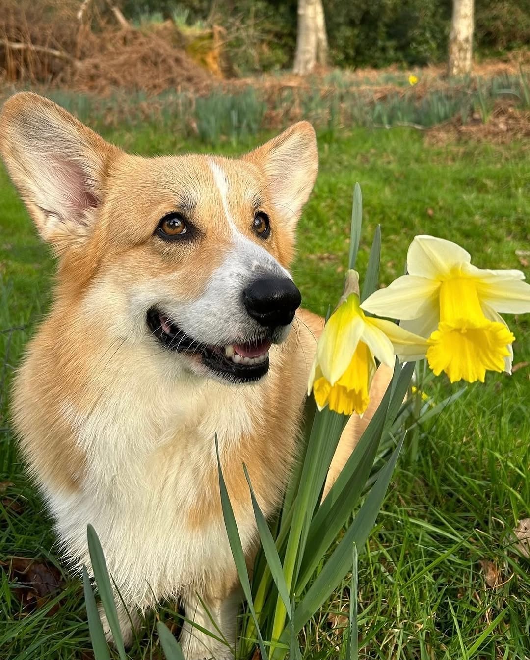 Queen Elizabeth II speaks to Fergie from beyond grave…via her corgis ...