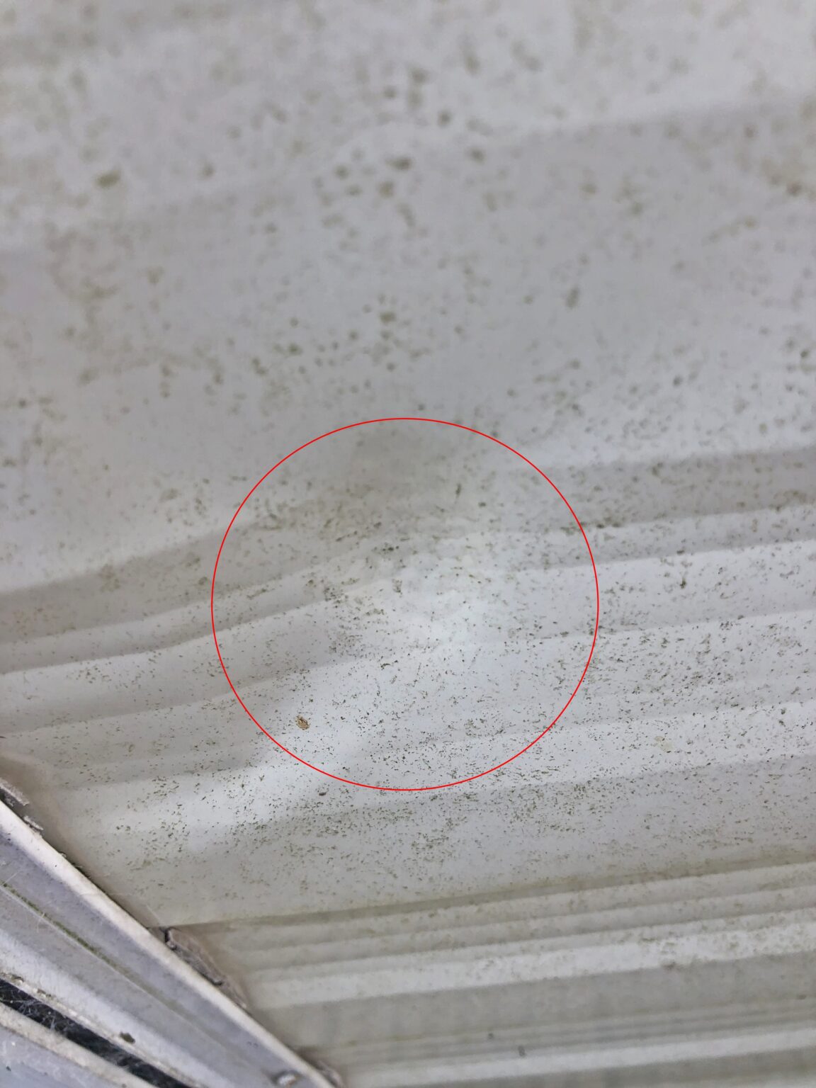 Residents near golf club complain after homes ‘bombarded’ with stray ...