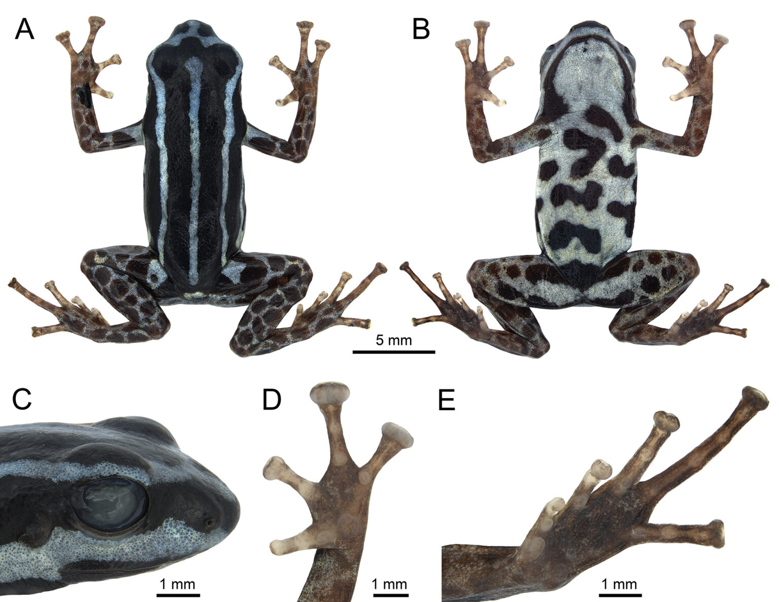 Tiny frog that’s smaller than a penny discovered deep in jungle - What ...