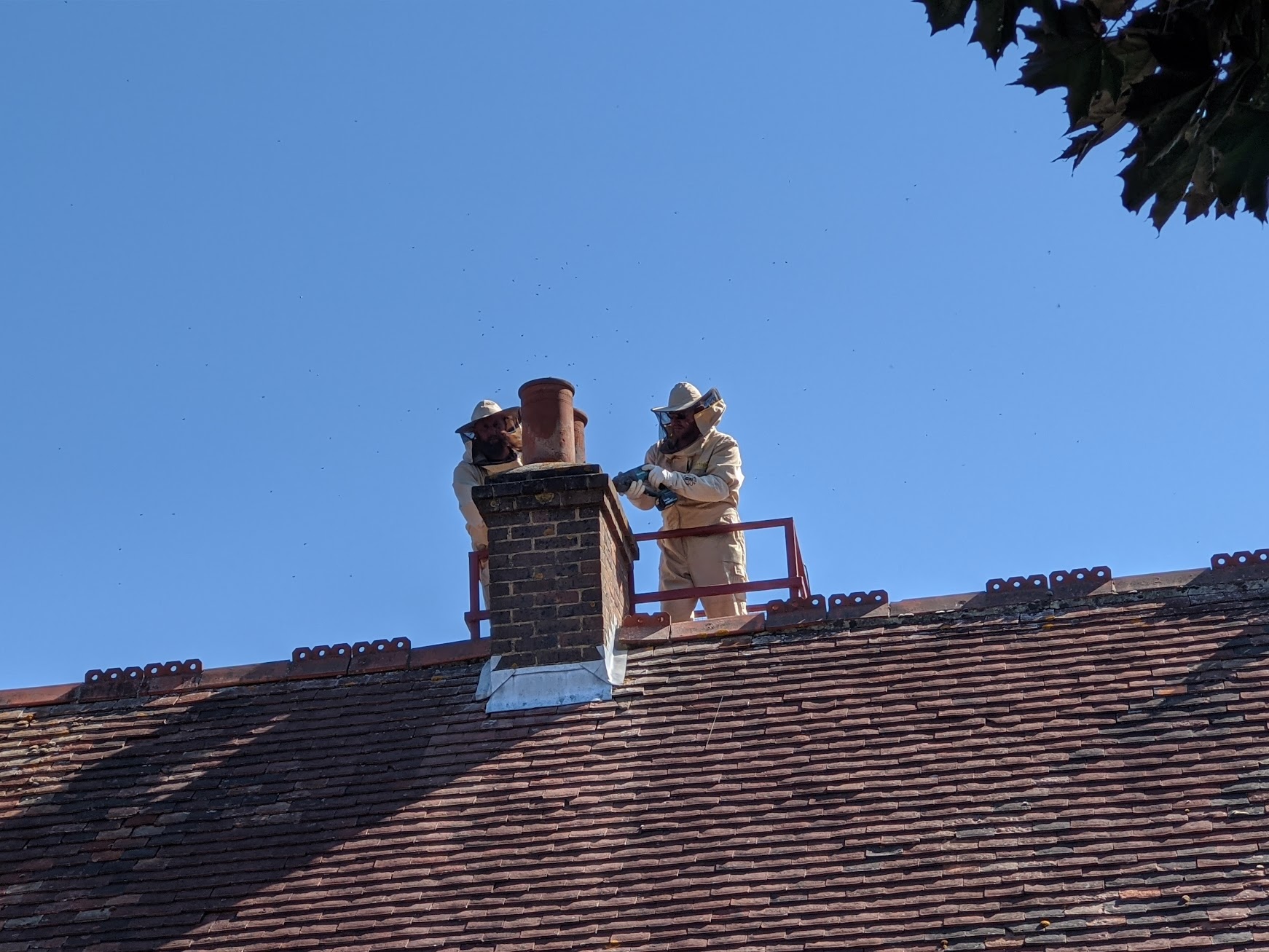 Twenty thousand honey bees found in shocked homeowner’s chimney - What ...