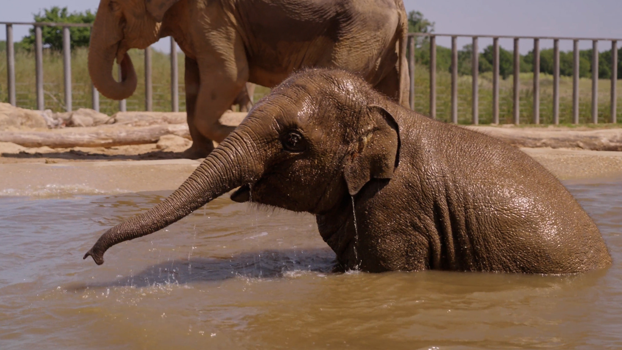 Trunks for the pool – Elephants cool off in private pool as ...