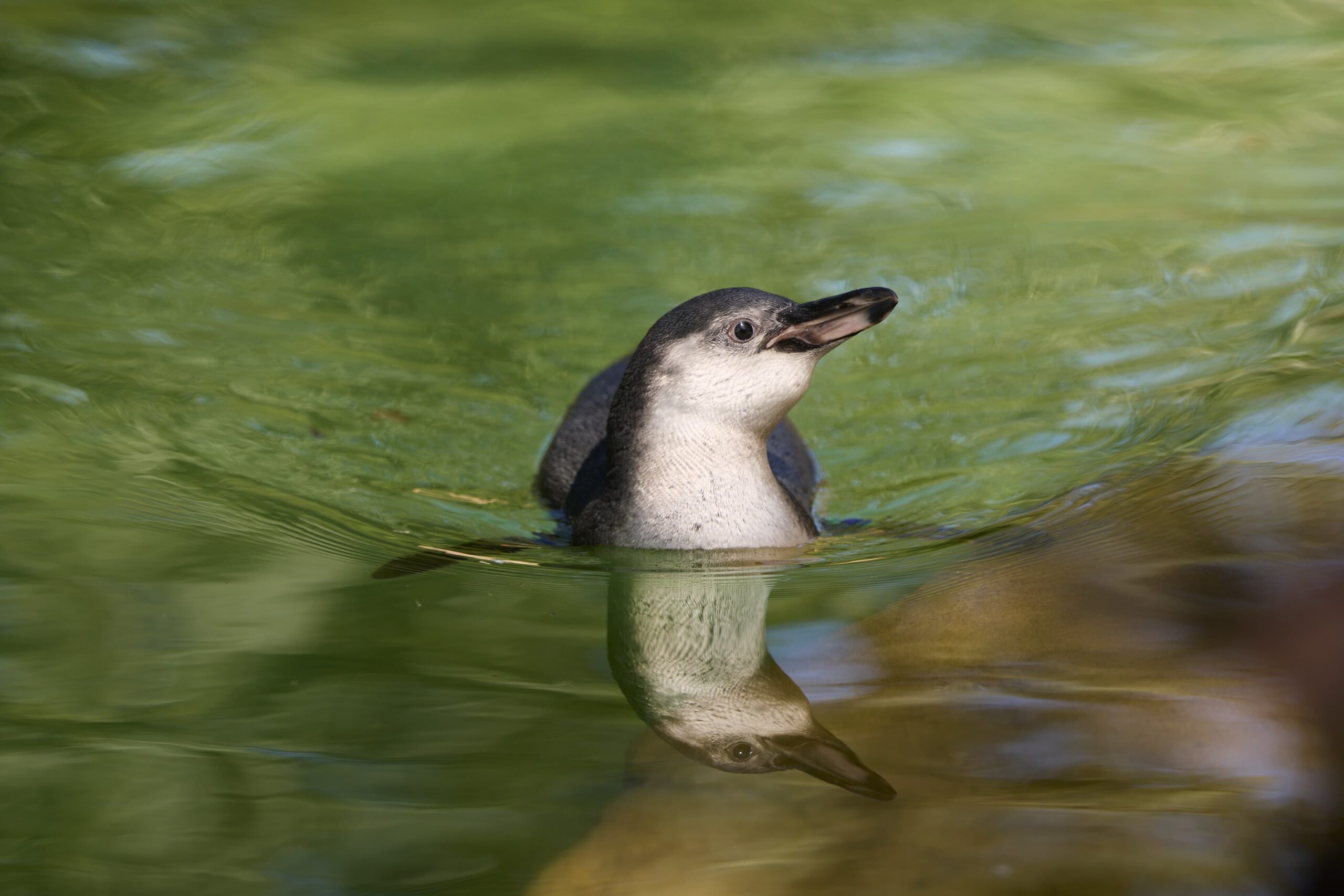 Baby penguins take their first swim during UK heatwave - What's The Jam