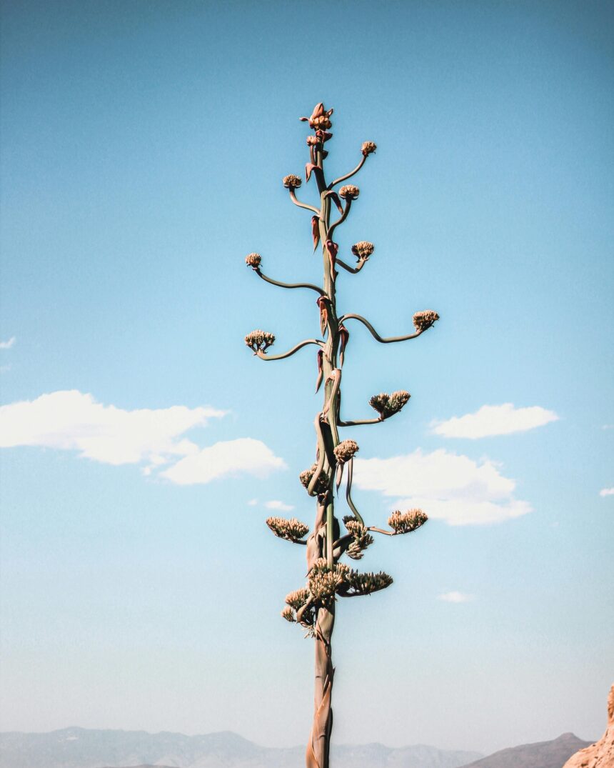 Exotic plant native to Mexico spotted on roundabout… in Ramsgate - What ...