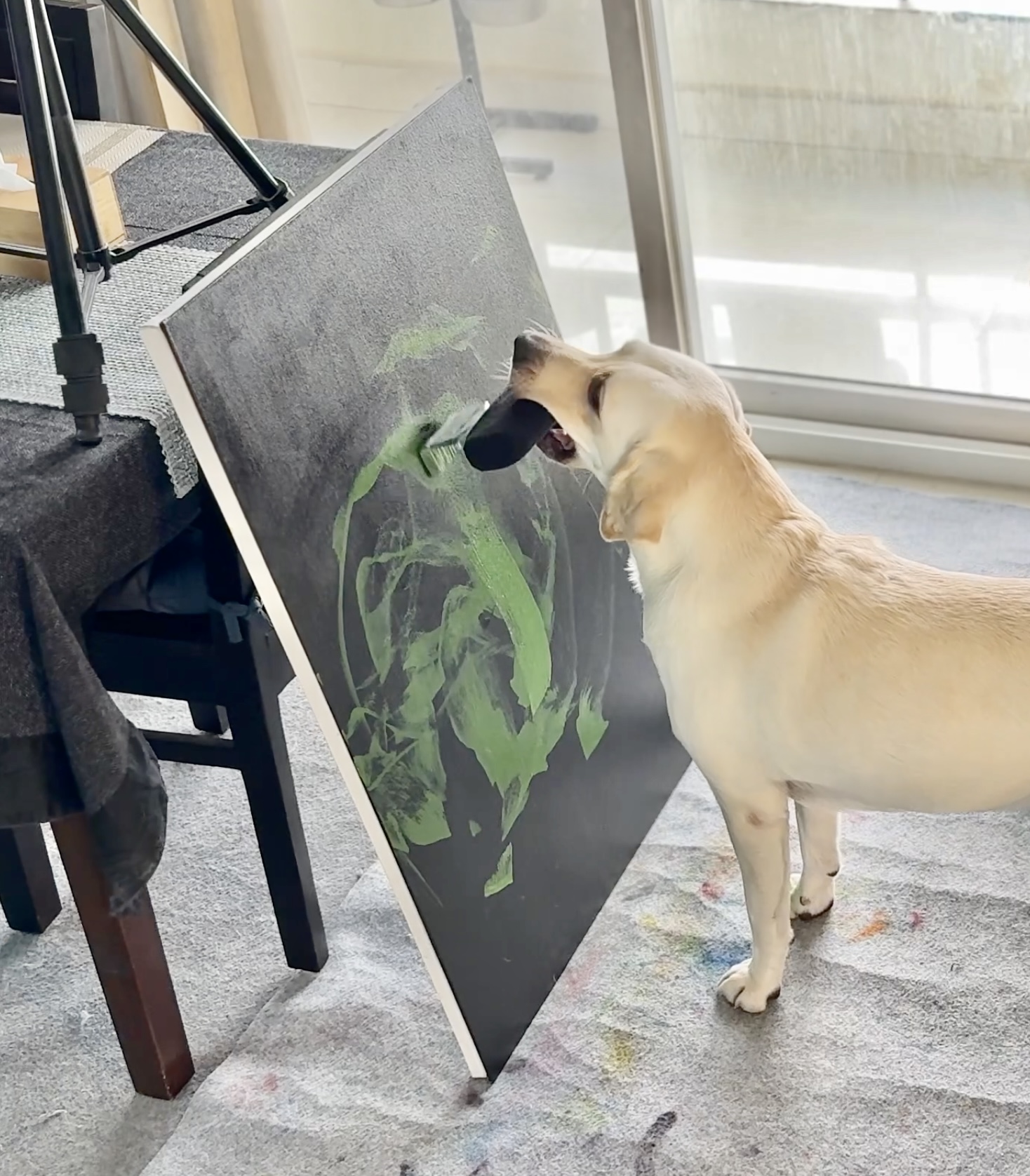 Rescued Labrador becomes India’s first dog artist – and her paintings ...