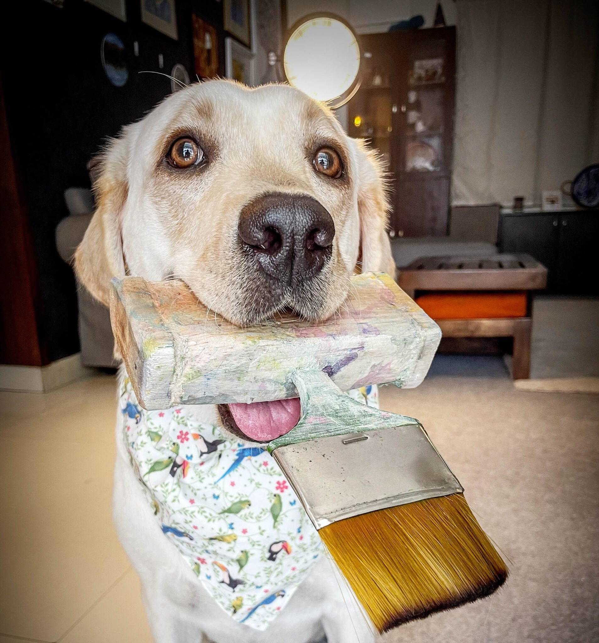 Rescued Labrador becomes India’s first dog artist – and her paintings ...