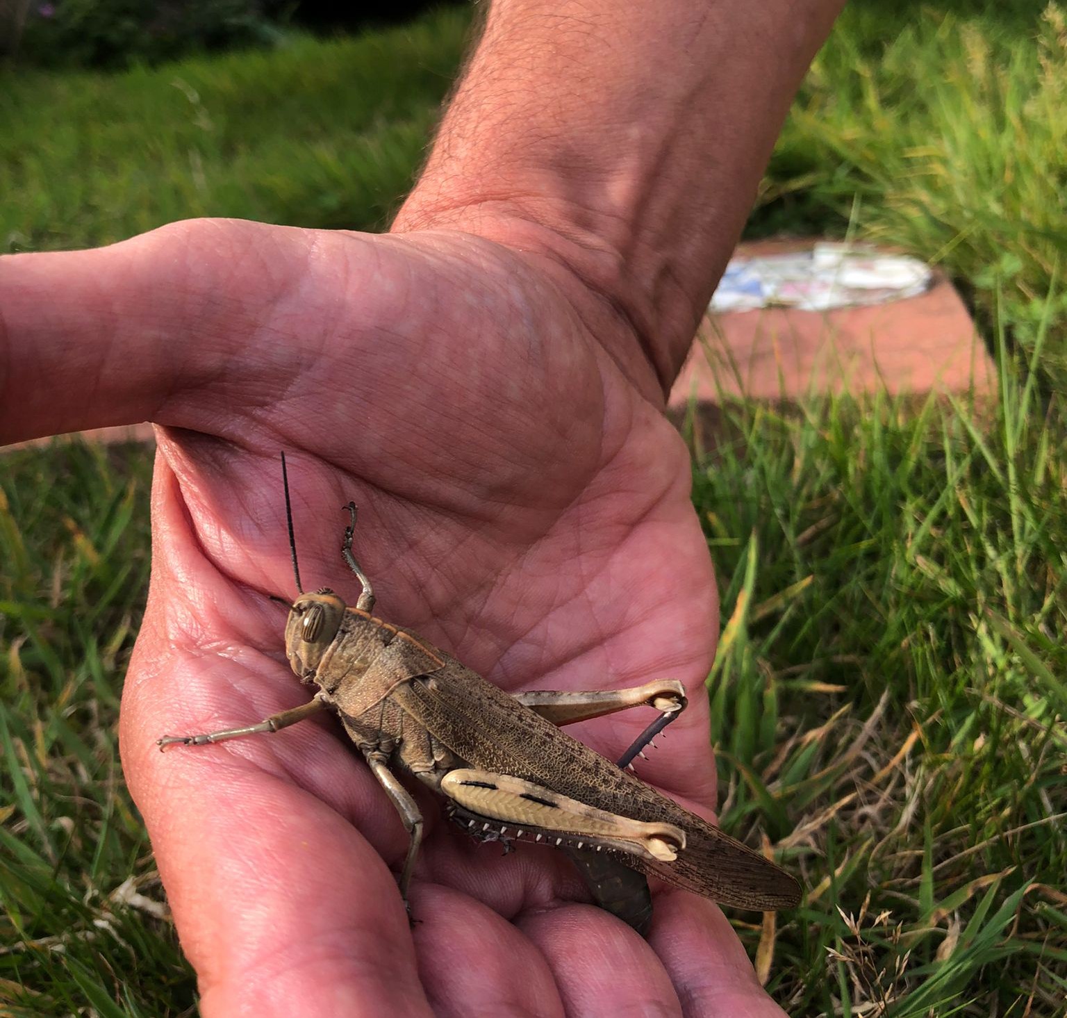 Biblical locust lands in UK garden as experts warn climate change could ...