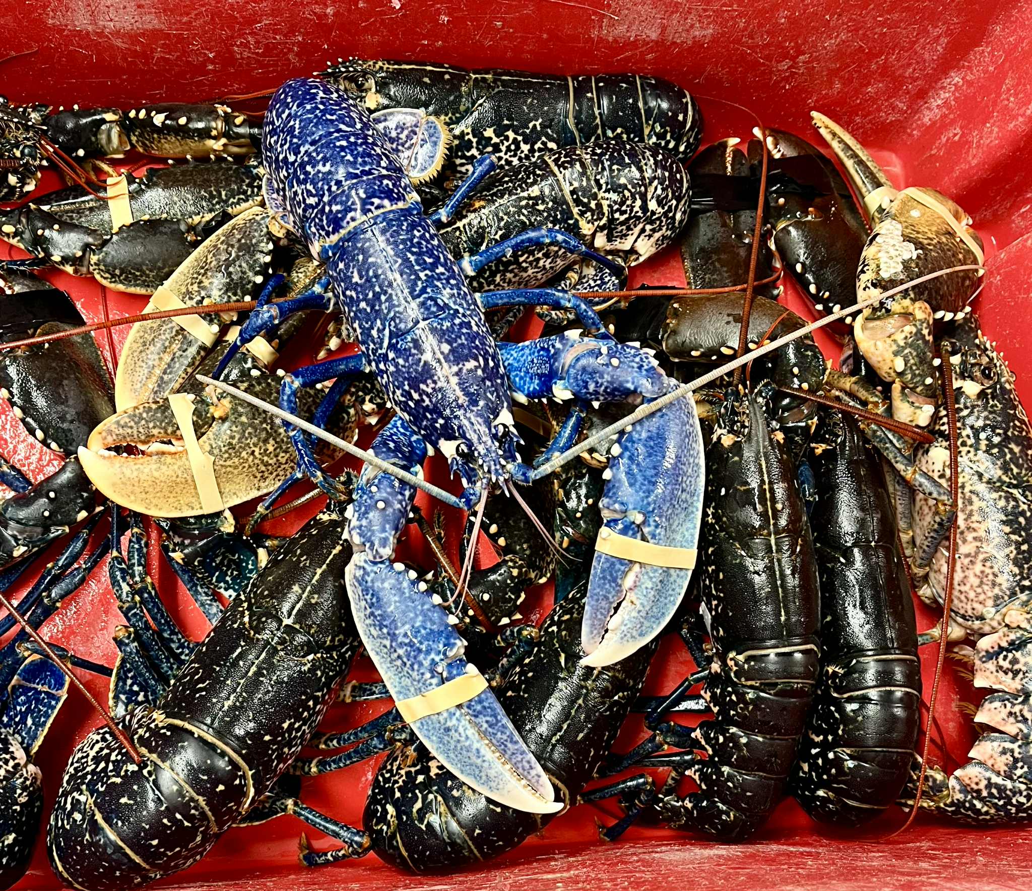 One-in-million bright blue lobster hauled up from sea - What's The Jam
