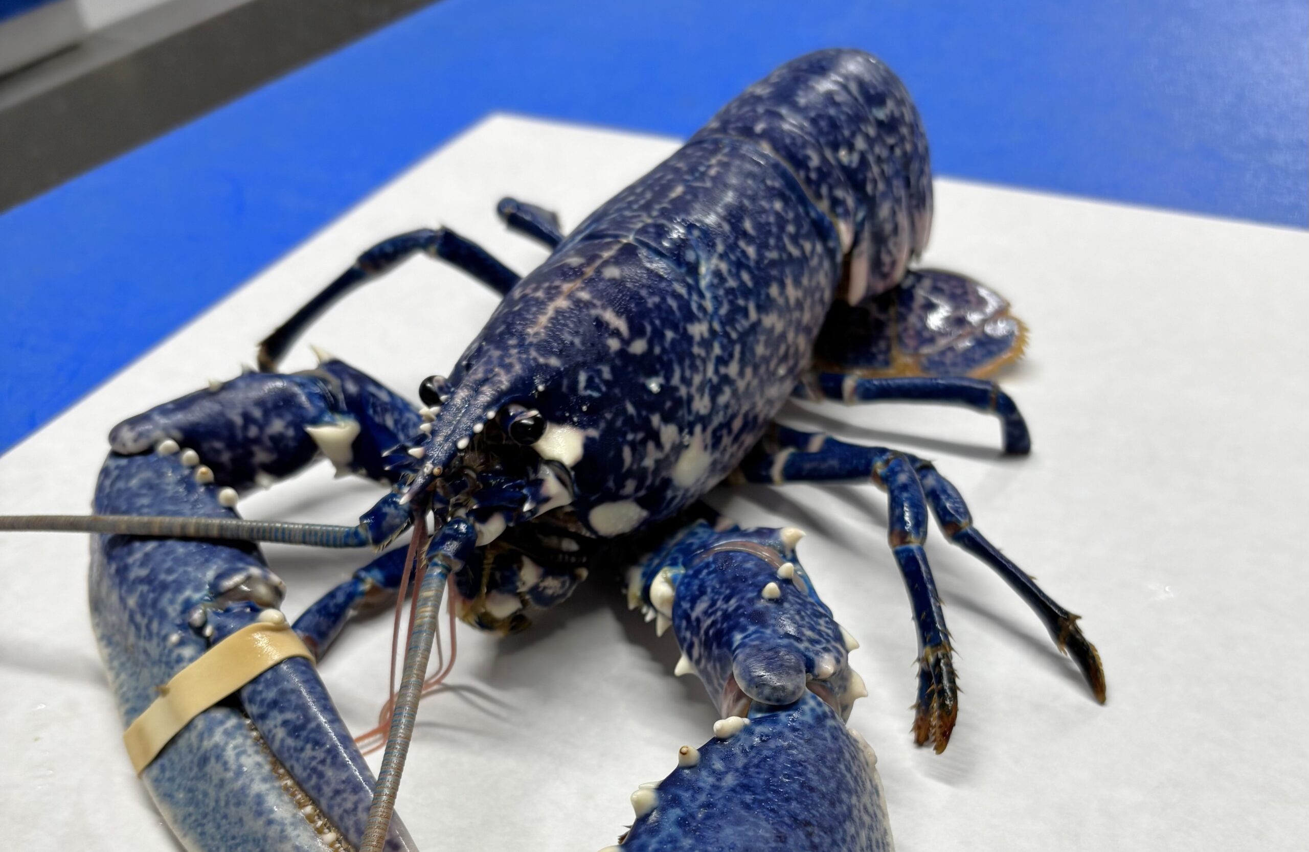 One-in-million bright blue lobster hauled up from sea - What's The Jam