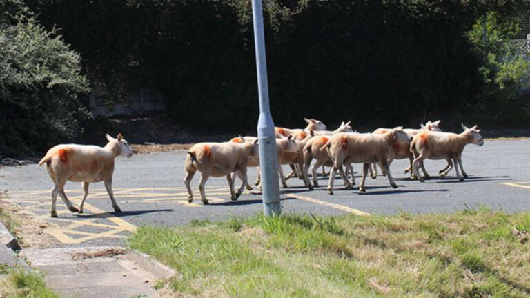 Sheep being used as LAWN MOWERS by housing association to maintain land ...