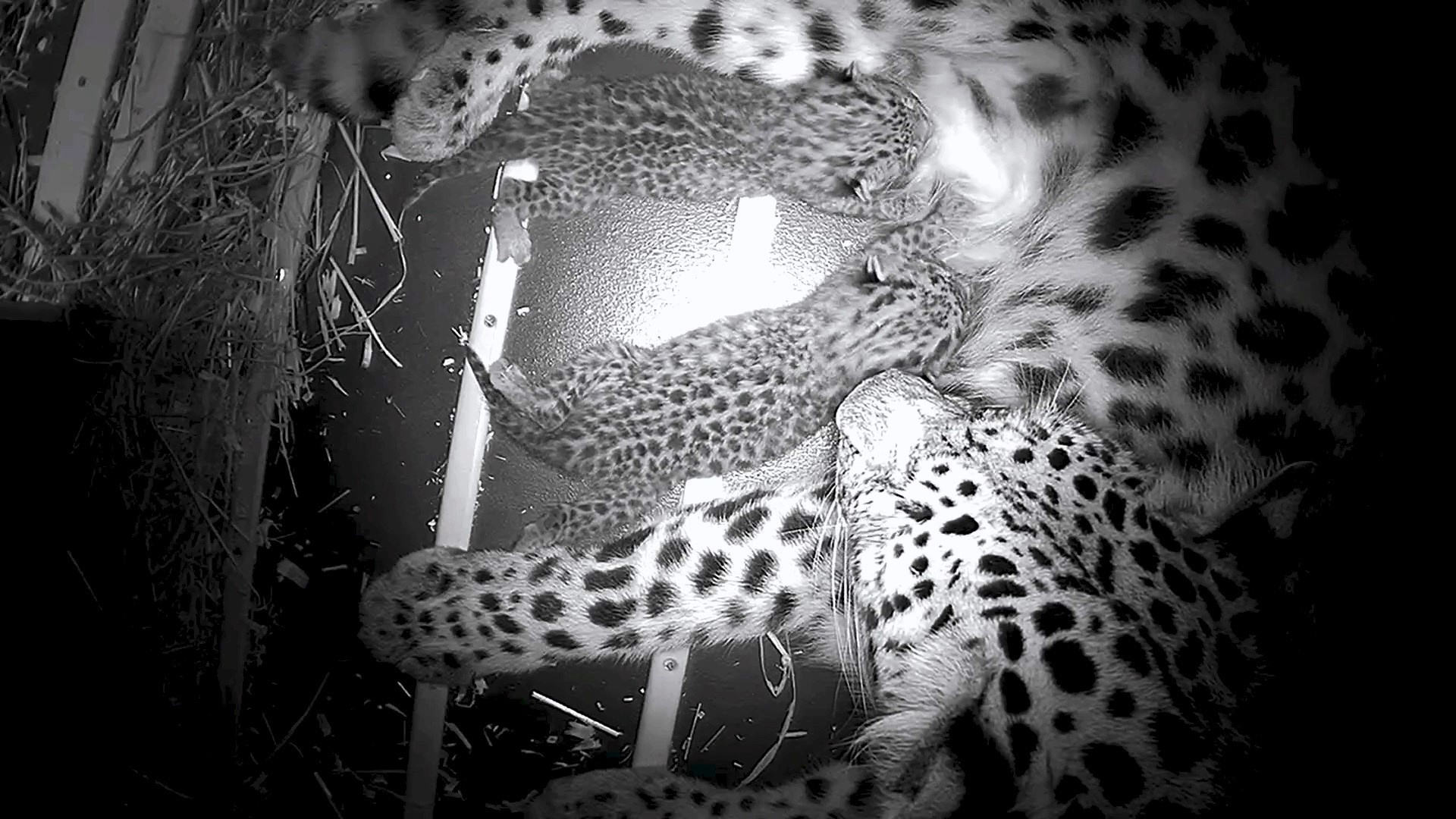 World’s rarest cats’ born at zoo as Amur leopard welcomes two healthy ...