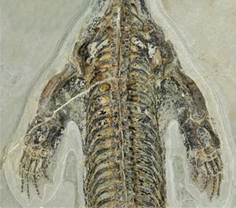 Fossilised ‘sea monster’ with webbed hands and skin still intact ...