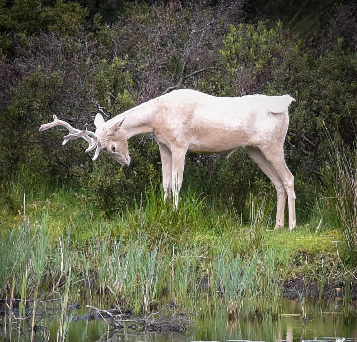 Rare white deer linked to King Arthur relaxes by loch in front of ...