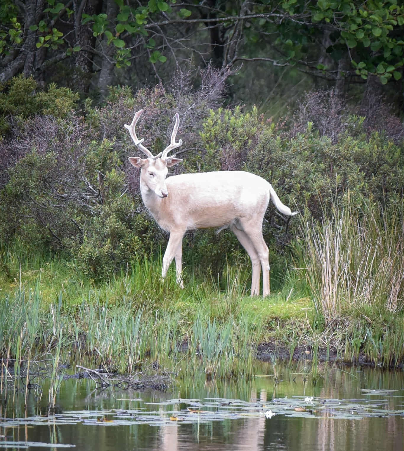 Rare white deer linked to King Arthur relaxes by loch in front of ...