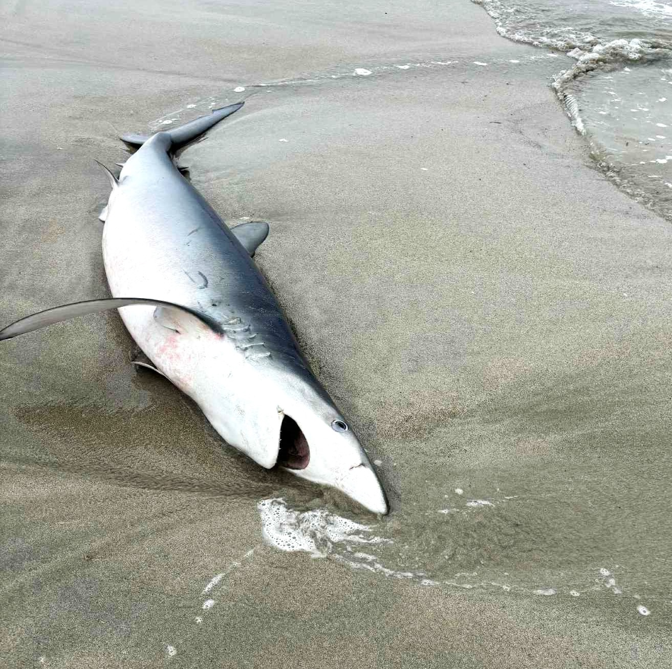 Holidaymaker stumbles across huge shark on remote sandy beach - What's ...