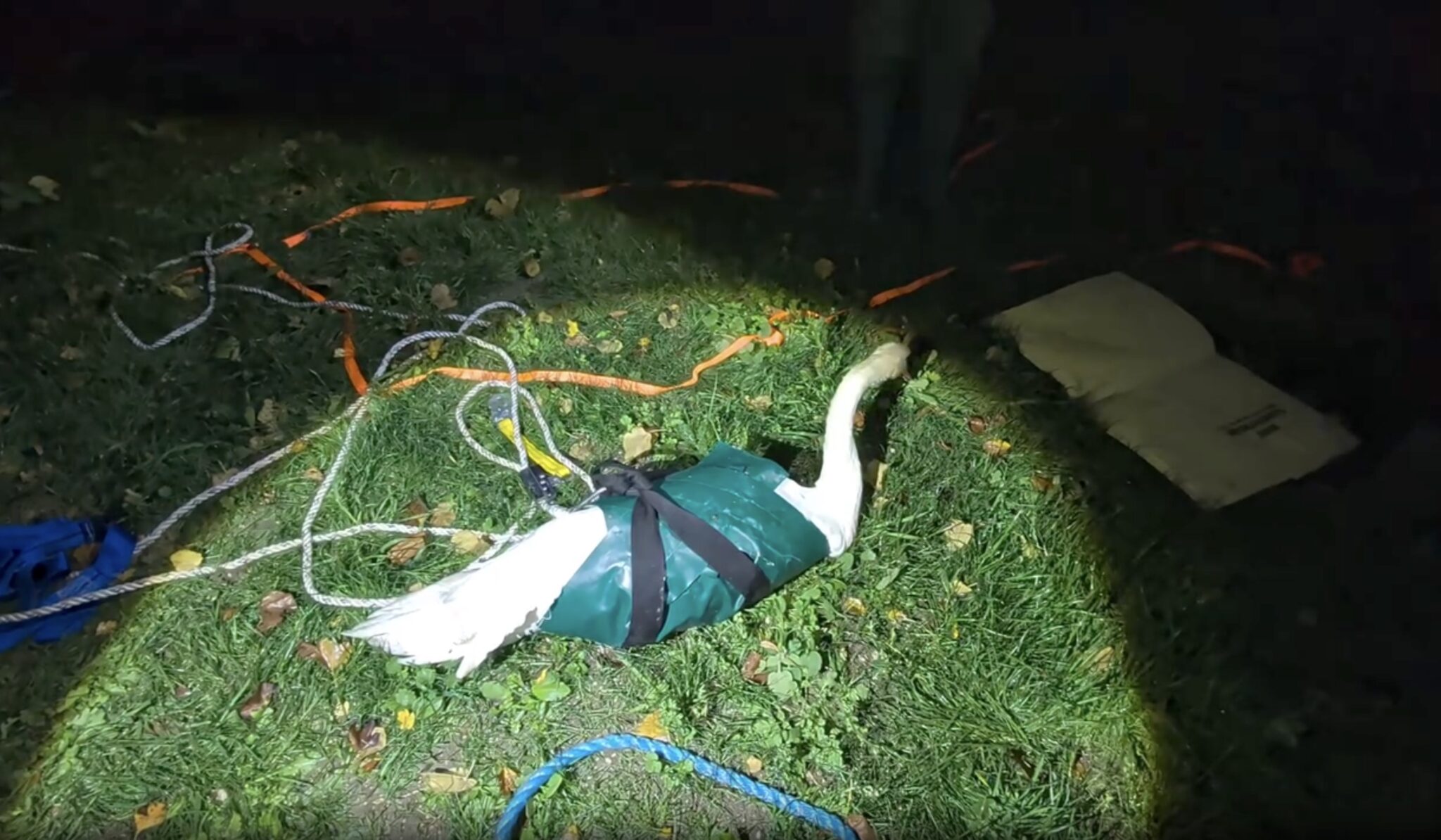 Brave rescuer risks life to save swan trapped under water wheel - What ...
