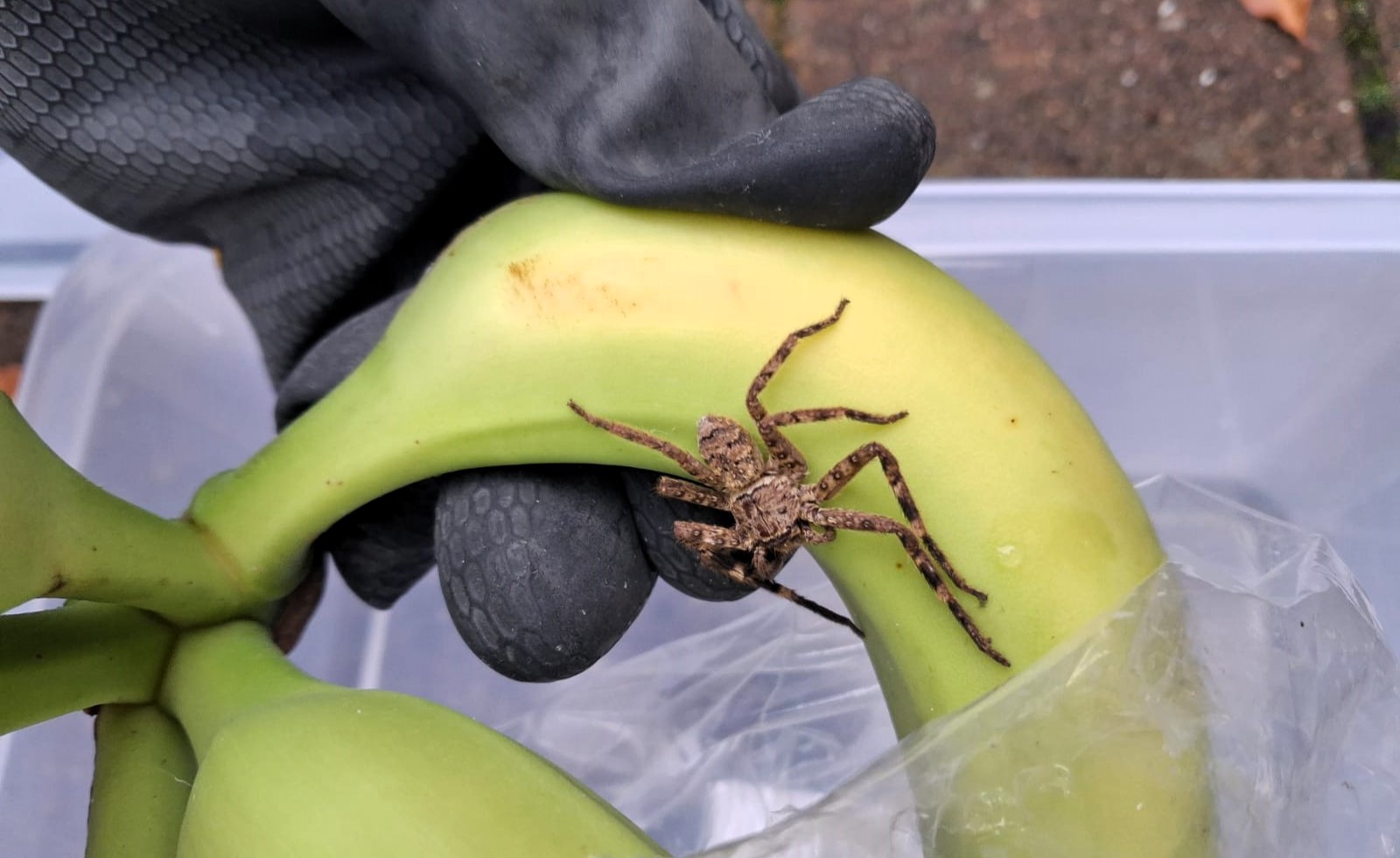 Giant Huntsman Spider Documentary