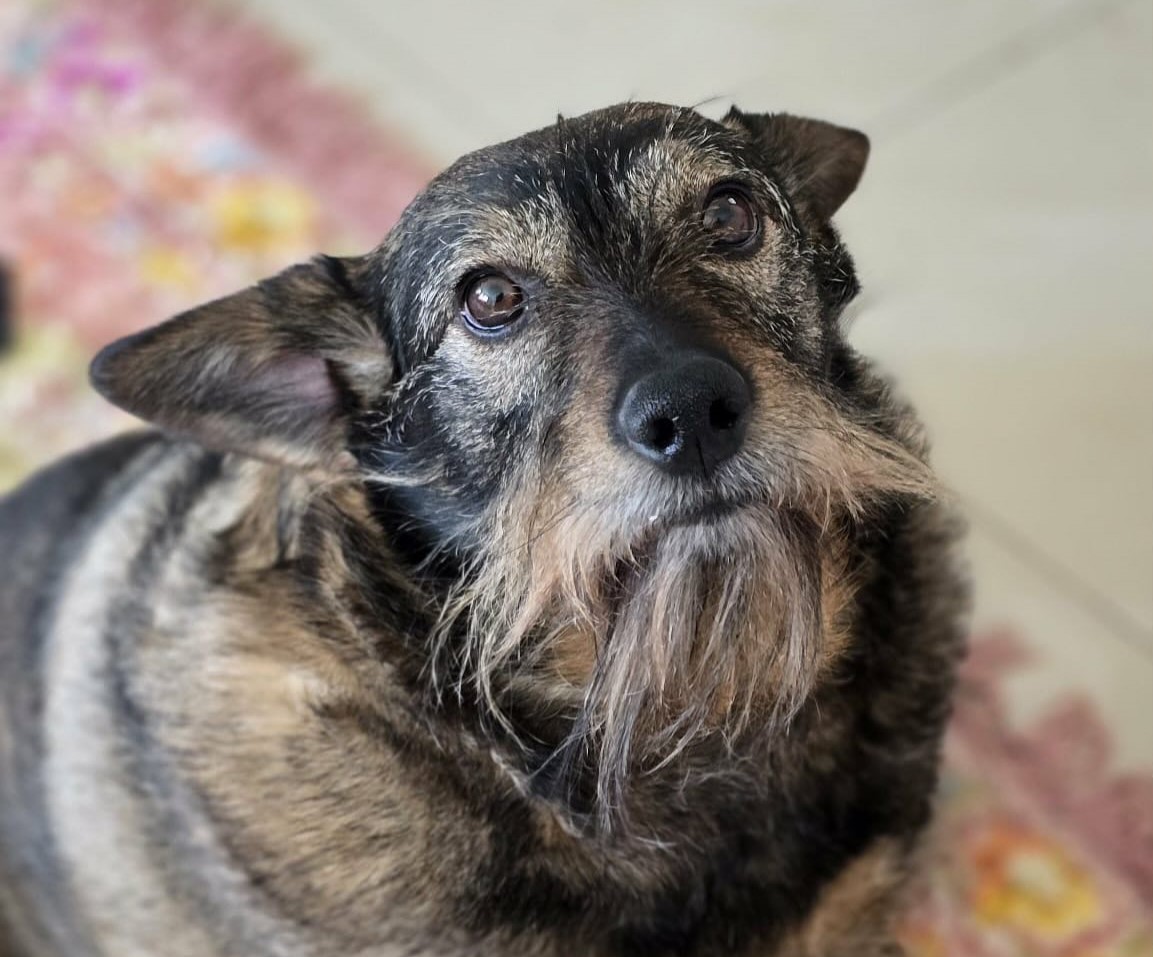 Meet ‘Yoda’ the dog – the Star Wars favourite’s lookalike searching for ...