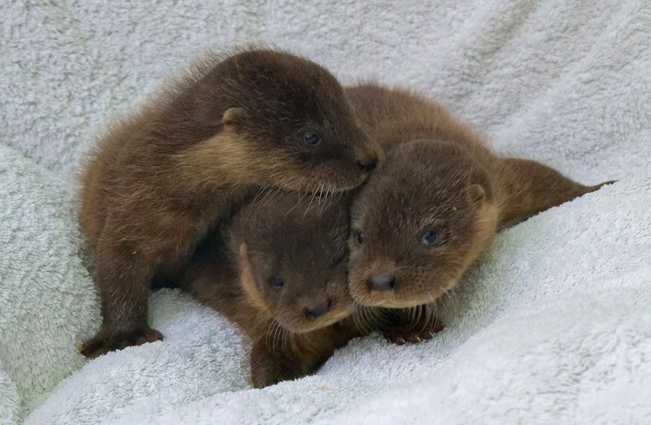 Tiny otter weighing no more than cup of sugar found abandoned in fallen ...