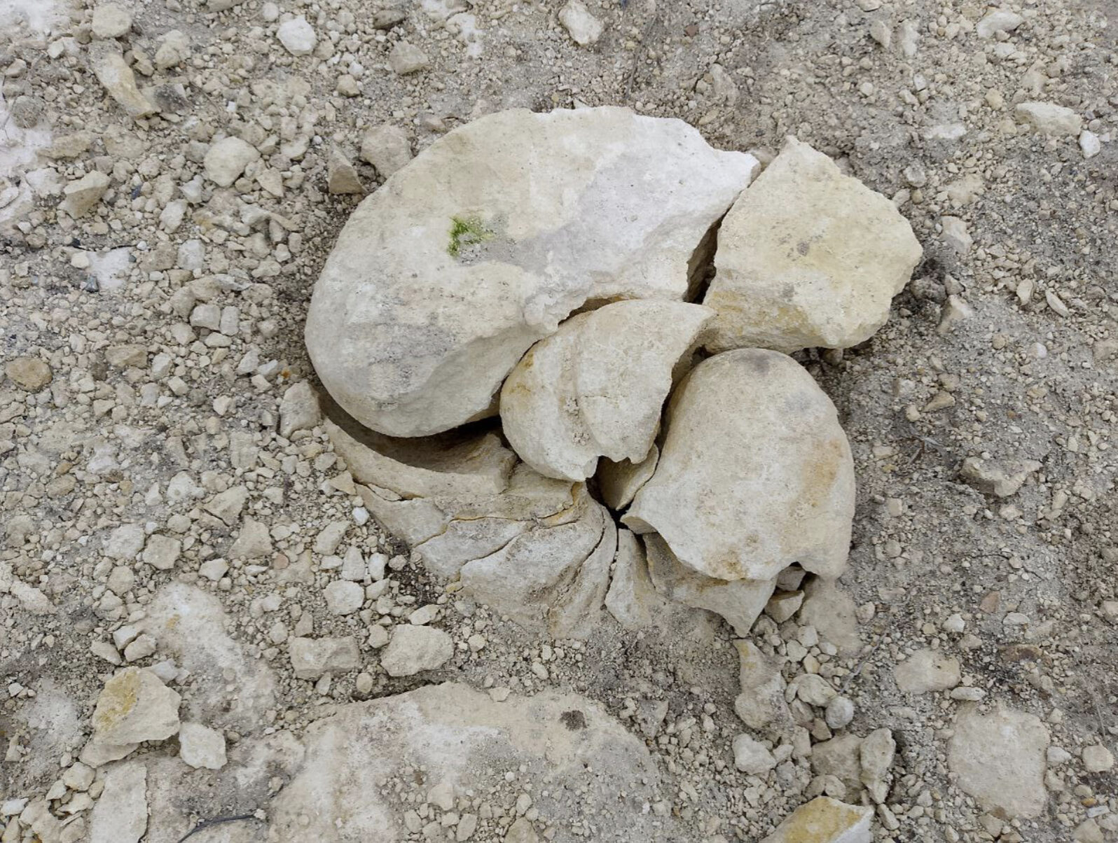 Builders unearth – and nearly destroy – 45m-year-old monster snail ...