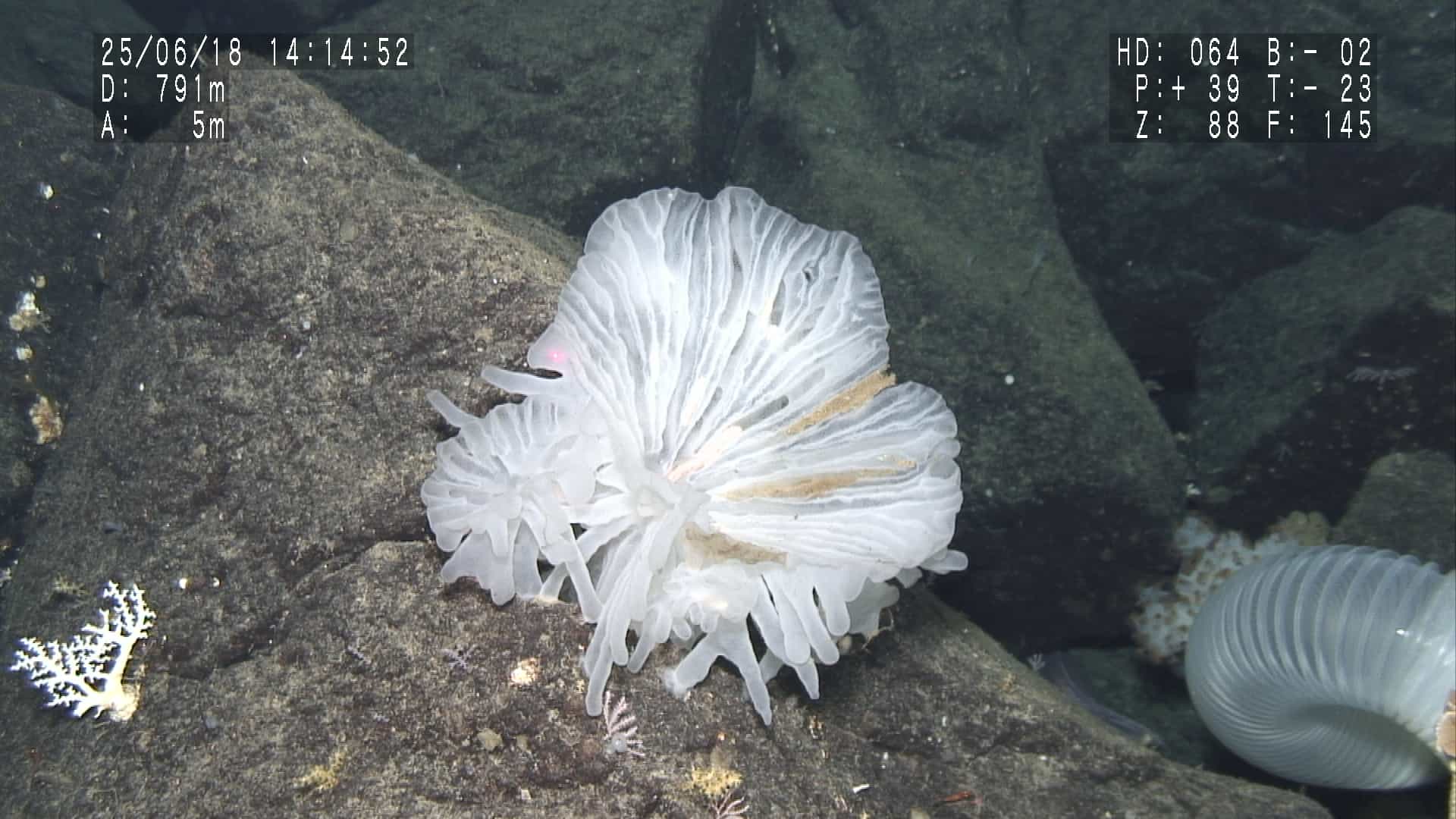 Dive into unexplored waters unearths dozens of deep-sea creatures ...