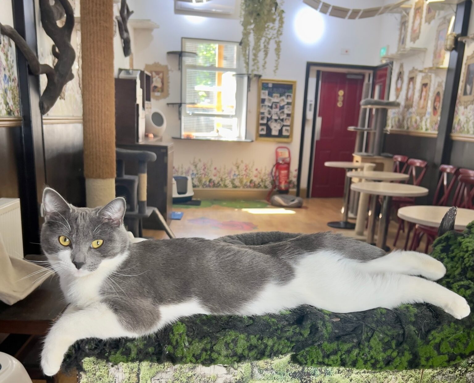 Iconic cat café REOPENS after shock closure – with rescue kittens and ...